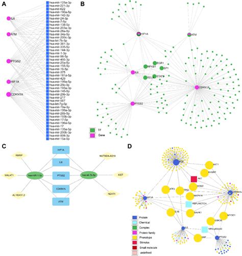 The Interaction Network Of Hub Genes In Mirnet And Network Analyst A