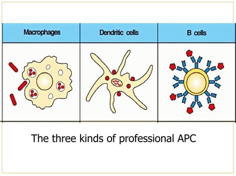 Ppt Chapter 11 Antigen Presenting Cells And Antigen Presenting