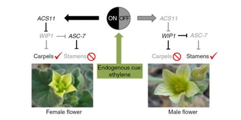 Review Plant Sex Determination Plantae