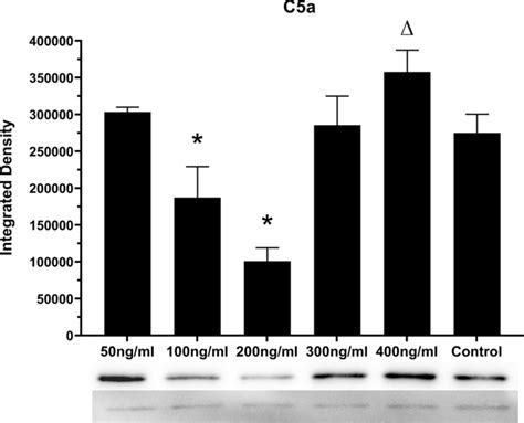 Effect Of Different Concentration Of C5a Stimulation On Dspp Protein