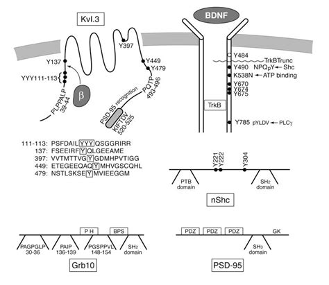 1 Representation Of Interacting Domains Of Kv1 3 Trkb N Shc Grb10