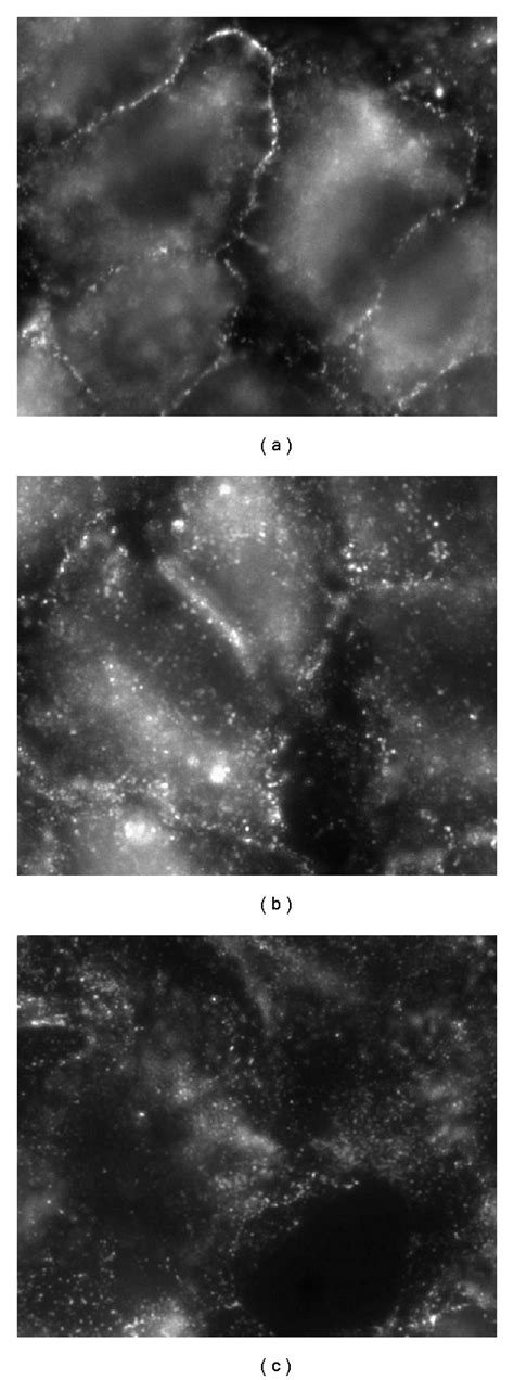 Immunofluorescence Microscopy Images Showing The Localization Of Cav 1