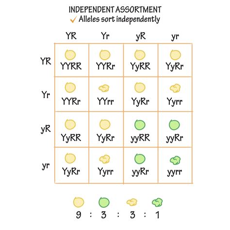 Cell Biology Glossary Independent And Dependent Assortment Ditki