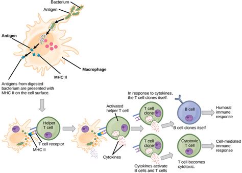 T Cells And Cellular Immunity Boundless Microbiology