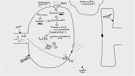 Gabaergic Synapse Youtube