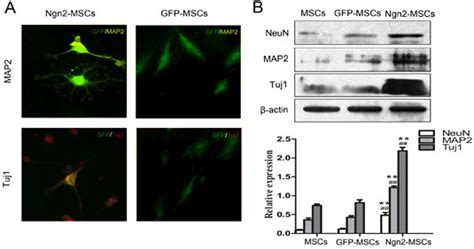 Neuronal Differentiation Of Ngn2 Mscs Gfp Mscs And Mscs A