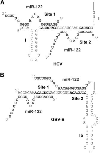 Model Of Hcv Mir 122 And Gbv B Mir 122 Interactions A The Download