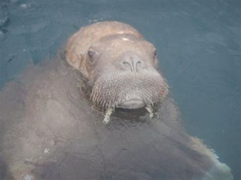Carlow Nationalist — Wally The Walrus To Get ‘floating Couch To Avoid