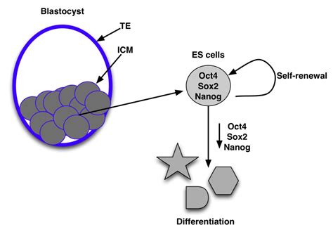 Signaling Pathways In Mouse Embryo Stem Cell Self Renewal Intechopen