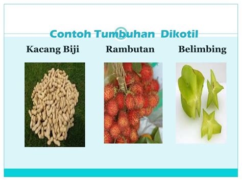 Ppt Tumbuhan Monokotil And Dikotil Powerpoint Presentation Free
