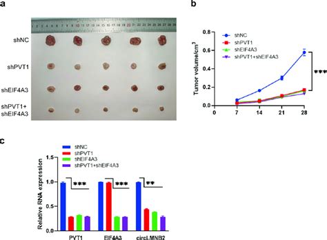 Pvt1 And Eif4a3 Knockdown Suppressed Luad Tumor Growth A The
