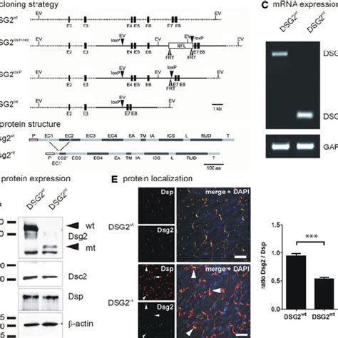 Homozygous Dsg2 Mutant Mice Dsg2 Mt Present Ventricular Dilation