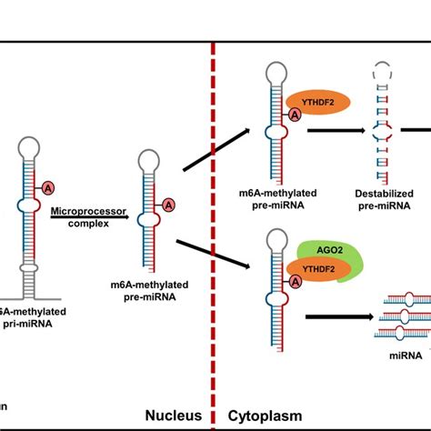 Schematic Representation Of The Regulation Of Mirna Biogenesis By M6a