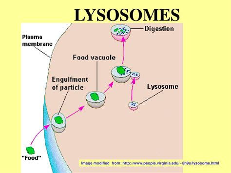 Ppt Chapter 4 Cell Structure And Function Powerpoint Presentation