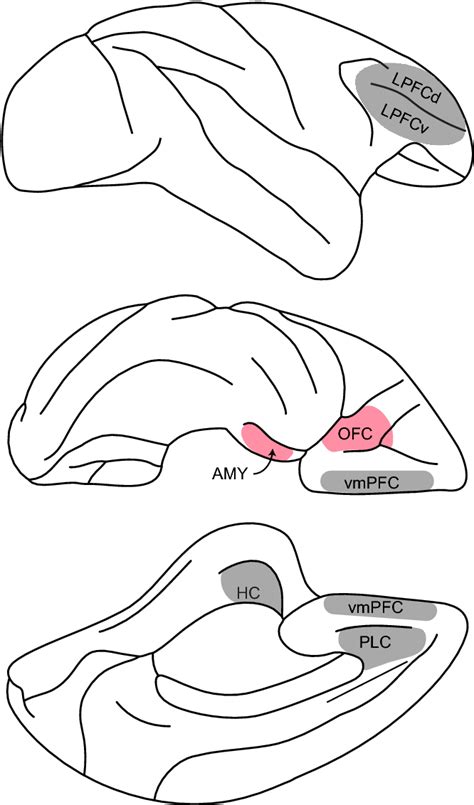 Orbitofrontal Cortex A Neural Circuit For Economic Decisions
