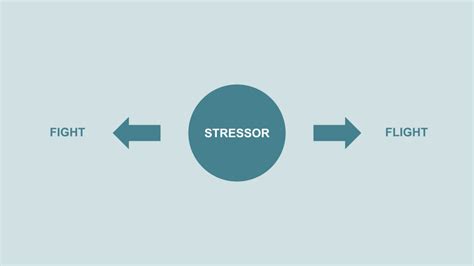 Fight Or Flight Understanding How The Stress Response Works Laptrinhx