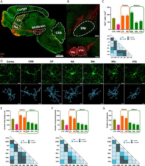Frontiers Single Cell Transcriptomics And In Situ Morphological