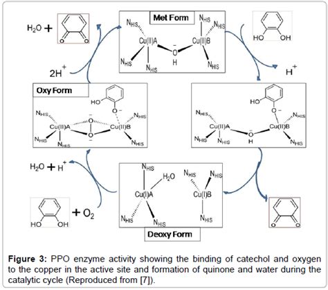 Enzyme Engineering Enzyme Binding Catechol