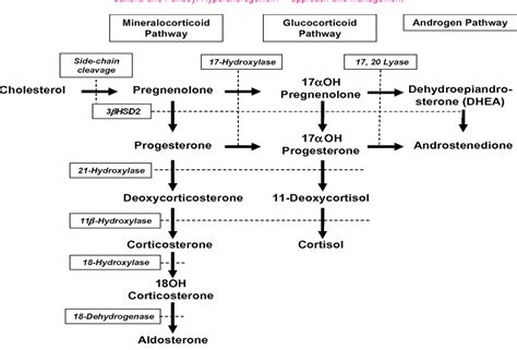 Figure 1 From Hyperandrogenism − Approach And Management Semantic Scholar