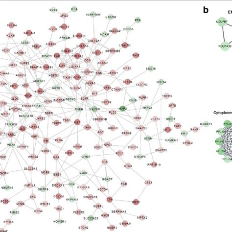 The String Analysis Of The Different Expression Proteins Deps Of