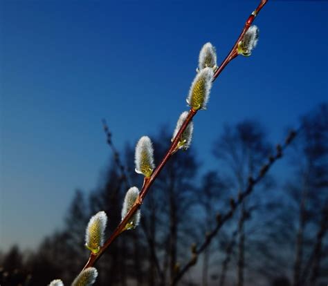 Pussy Willow Close Up Free Image Download