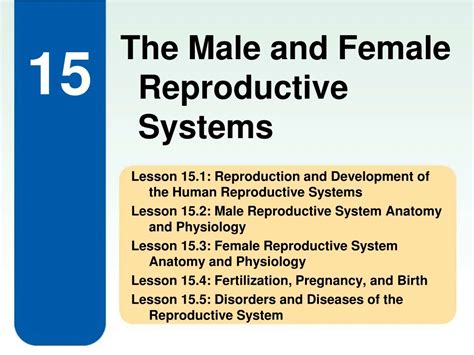 Ppt Lesson 15 1 Reproduction And Development Of The Human