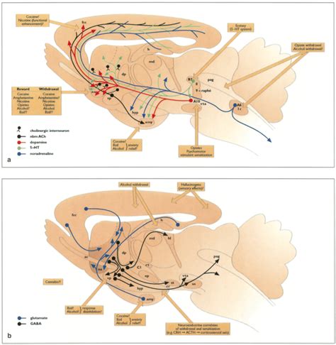 A B Schematic Diagrams Of Sagittal Sections Of The Rat Brain To Show