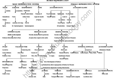 Cbse Class 12 Biology Human Reproduction Minds Map