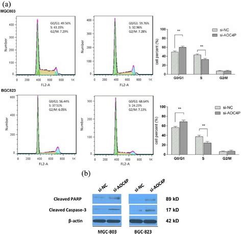 Effect Of Aoc4p On Cell Cycle And Apoptosis Related Proteins A Cell