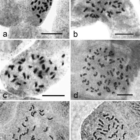 Mitotic Metaphase Chromosomes Of Lamiaceae From Flora Of Iran A