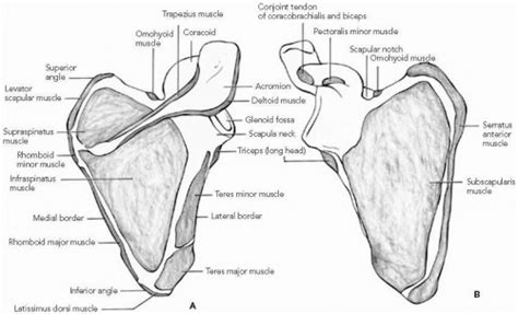 Scapular And Glenoid Fractures Musculoskeletal Key