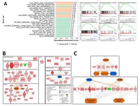 gene set enrichment analysis gsea and network analysis of nmzl