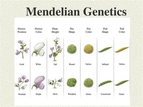 Ppt Mendelian Genetics Powerpoint Presentation Free Download Id
