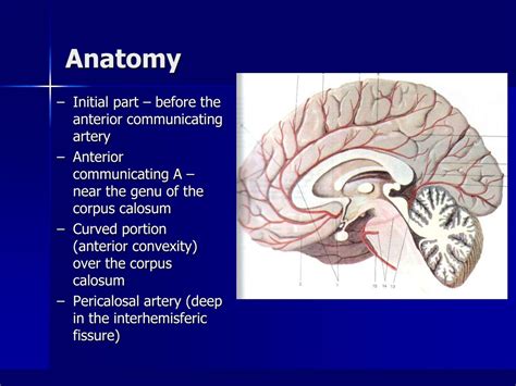 Ppt Stroke Powerpoint Presentation Free Download Id 172025