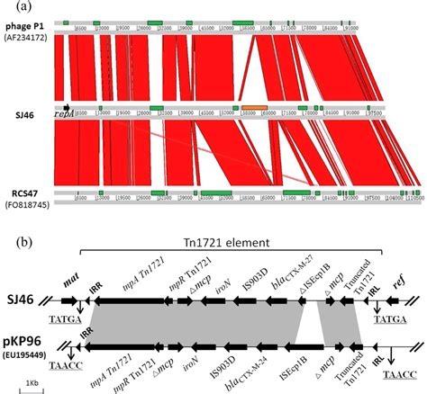 A Sequence Synteny Comparisons Between Sj46 Bacteriophage P1