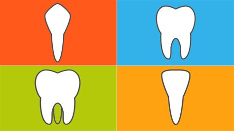 the 4 types of teeth and how they function everyday health