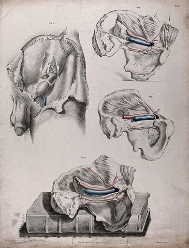 The Circulatory System Dissections Of The Male Reproductive … Free