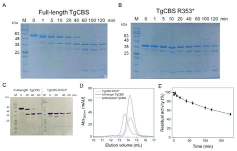 Trypsin Cleavage Of Tgcbs A B Representative Time Course Of Trypsin