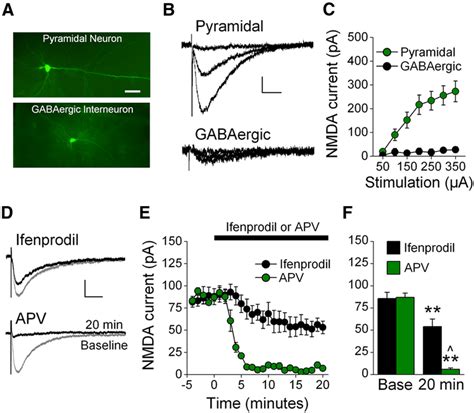 Characterization Of Nmdar Epscs In Il Mpfc A Photomicrographs Of A