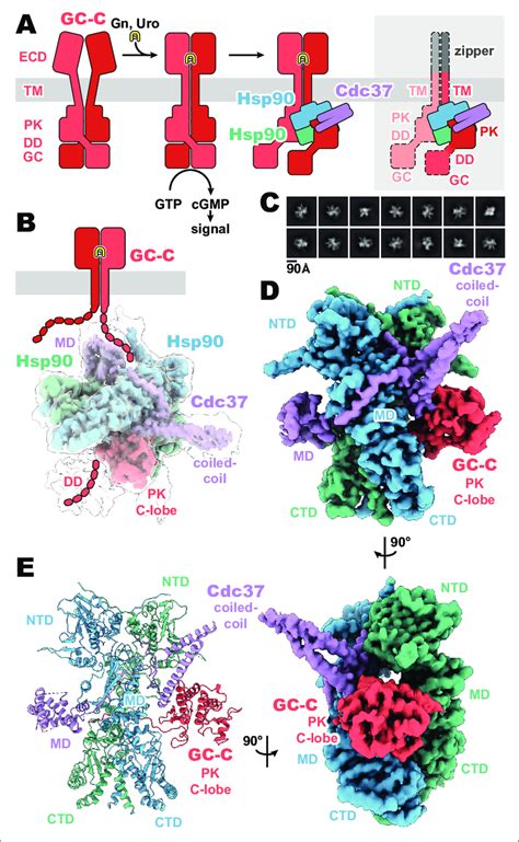 Composition And Cryo Em Structure Of The Gc C Hsp90 Cdc37 Regulatory