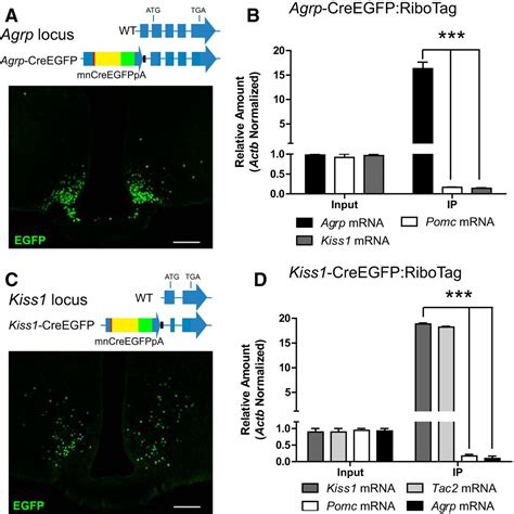 Fertility Regulating Kiss1 Neurons Arise From Hypothalamic Pomc