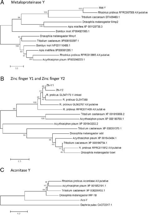 phylogenetic analysis of y linked genes the phylogenetic
