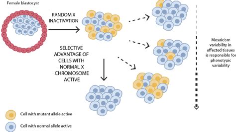 Schematic Representation Of Xci In Female Somatic Cells In Normal