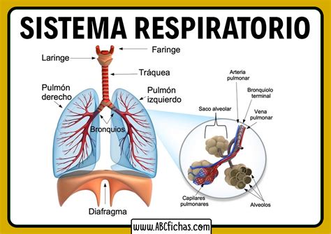 Esquema Del Sistema Respiratorio