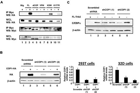 The Trib2 Cop1 Binding Site And Cop1 Are Required For C Ebp