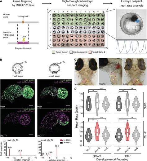 Functional Gene Validation Pipeline Confirms Heart Rate Phenotype In