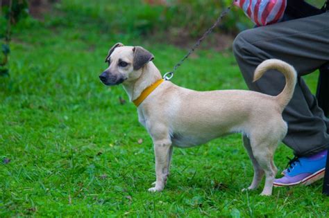 Recomendaciones Para El Cuidado Responsable De Mascotas