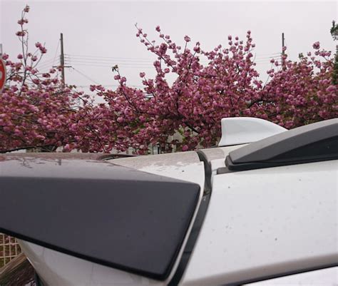 カローラクロスの私のレーダー探知機ディスプレイ・ボタン桜・雹被害の方々にお見舞い申し上げます・カローラクロス・grに関するカスタム事例｜車の