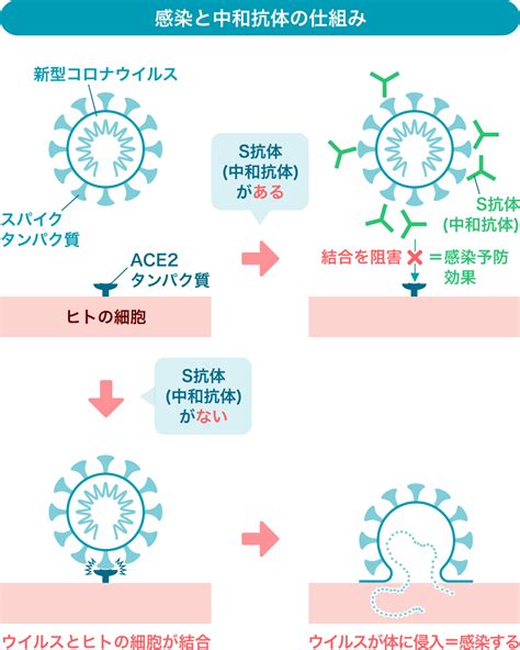 コロナワクチンの副反応と気になる抗体や免疫のしくみ スマートドック
