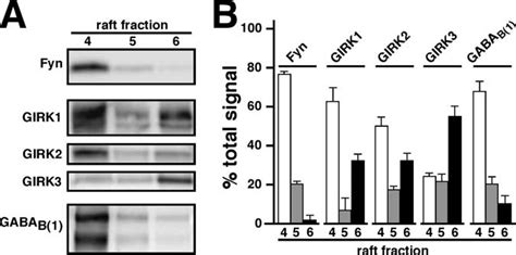 Compartmentalization Of Gaba B Girk Signaling A Representative